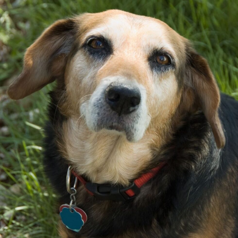 Pet Euthanasia In Alpharetta, GA | Midway Animal Hospital